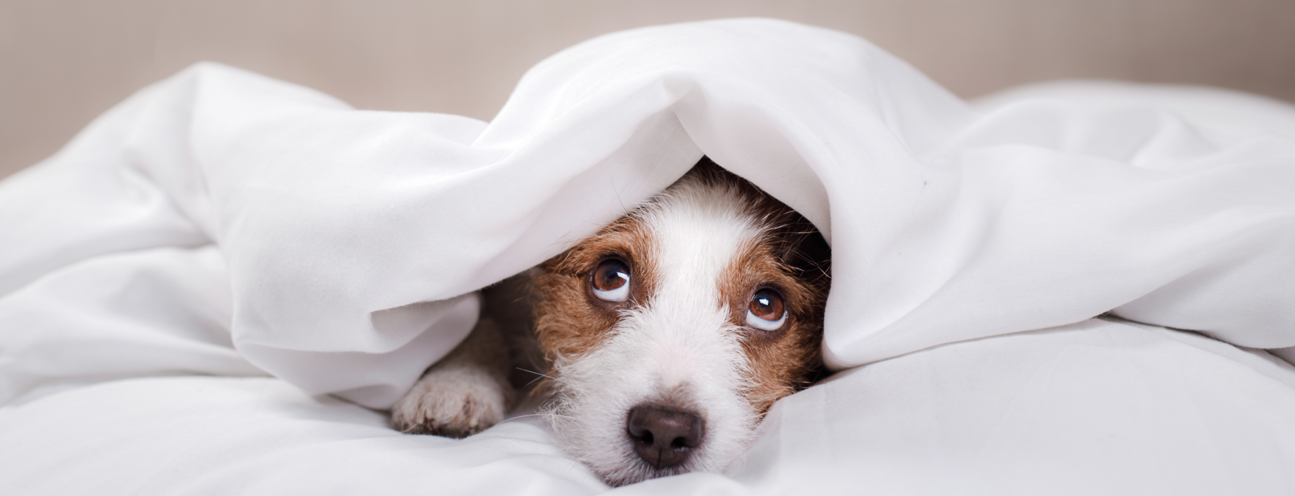 John Linens Sheet Co. -Opulent Comfort and Exquisite Scents